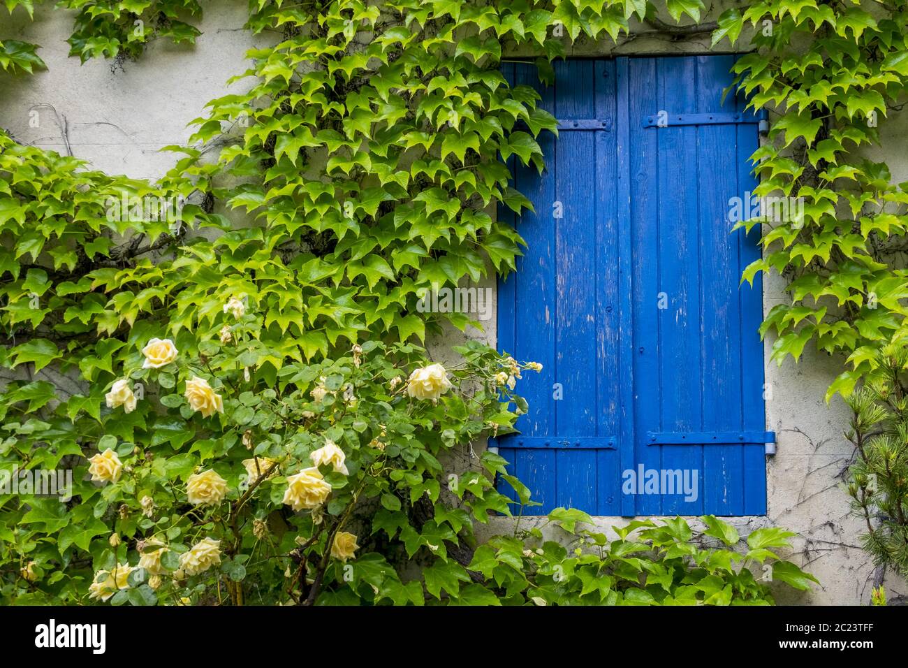 Rose with window hi-res stock photography and images - Alamy