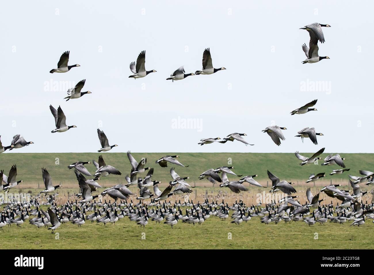 Wild white geese hi-res stock photography and images - Alamy