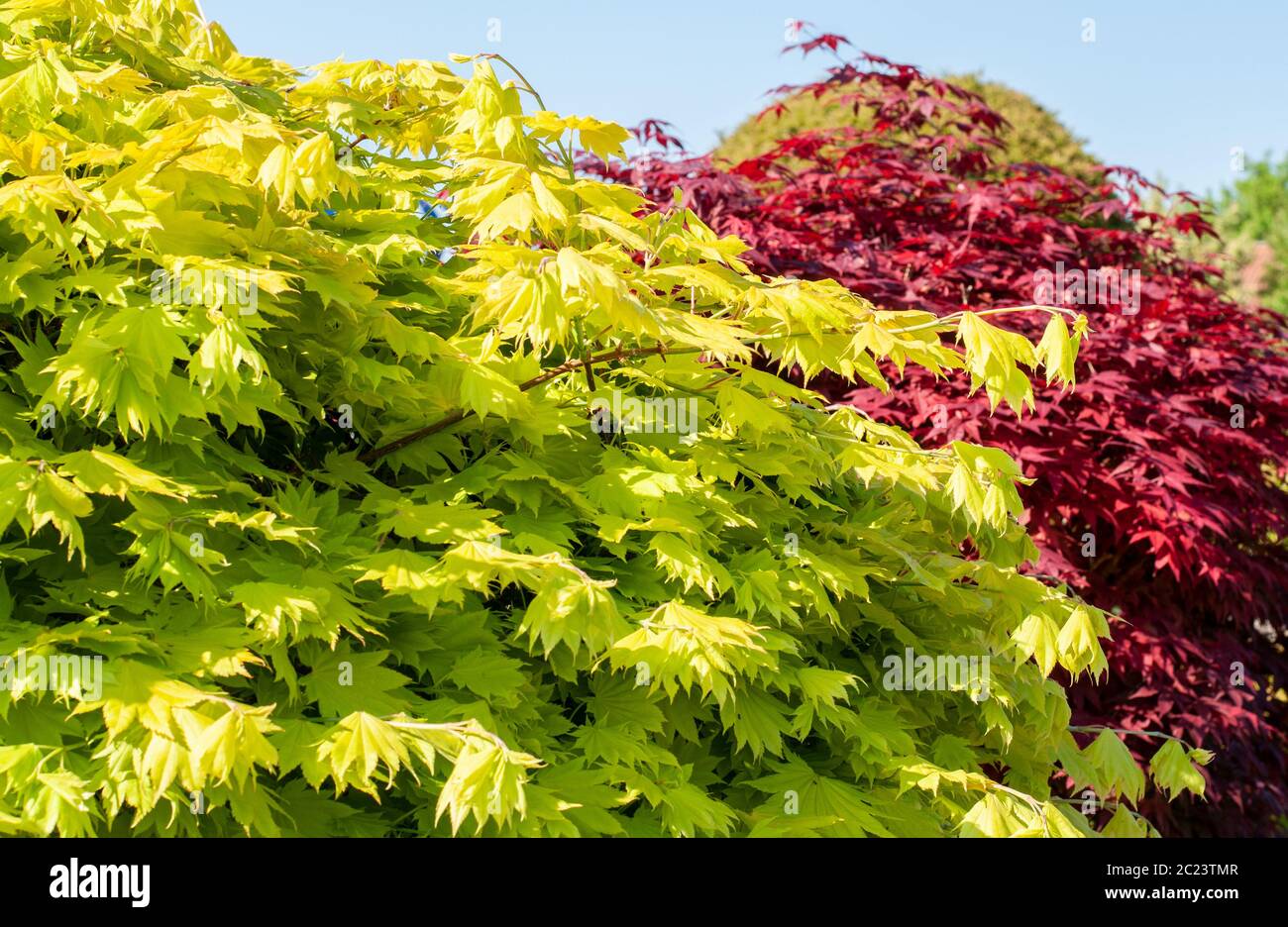 maple shrubs in an ornamental garden with green and red foliage on a ...