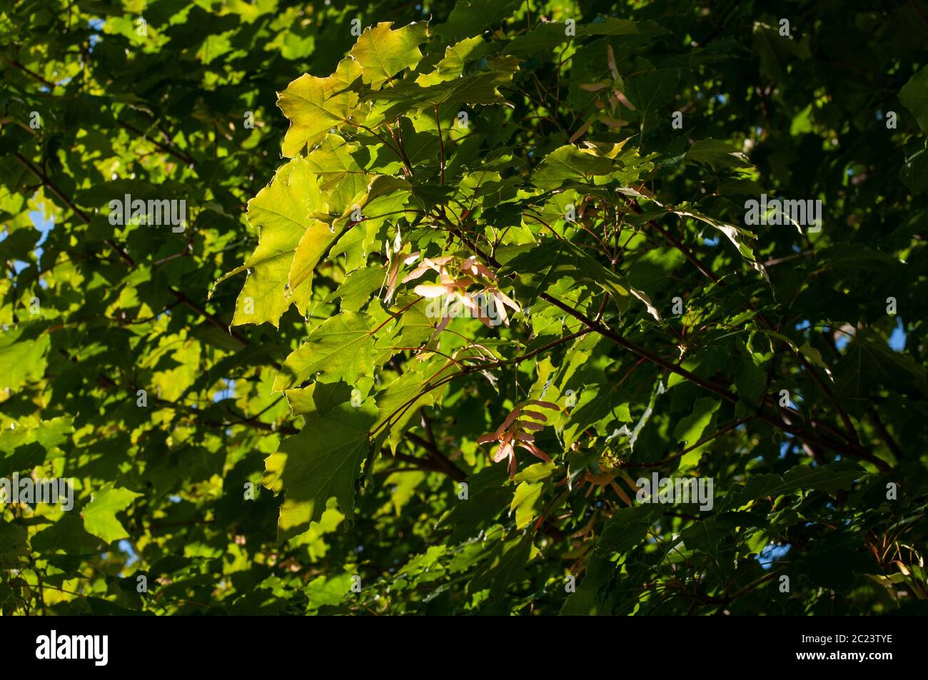 Sycamore Helicopter Seeds High Resolution Stock Photography and Images ...