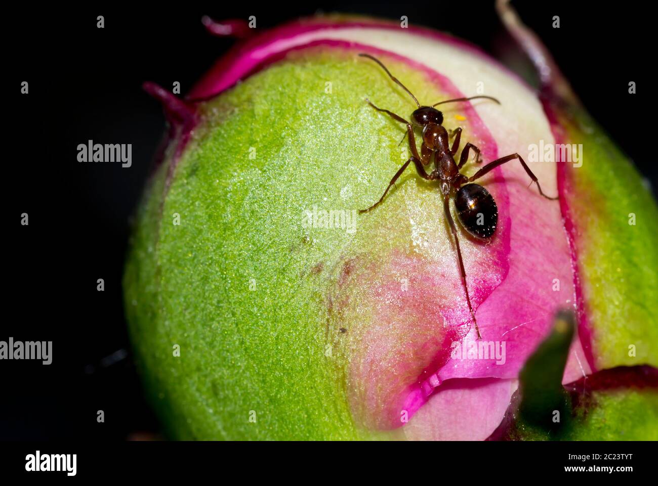 Peony and ant hi-res stock photography and images - Alamy