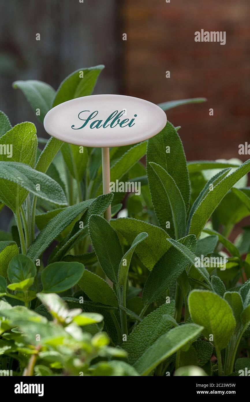 Fresh green sage in a pot with nostalgic enamel sign with german name ...