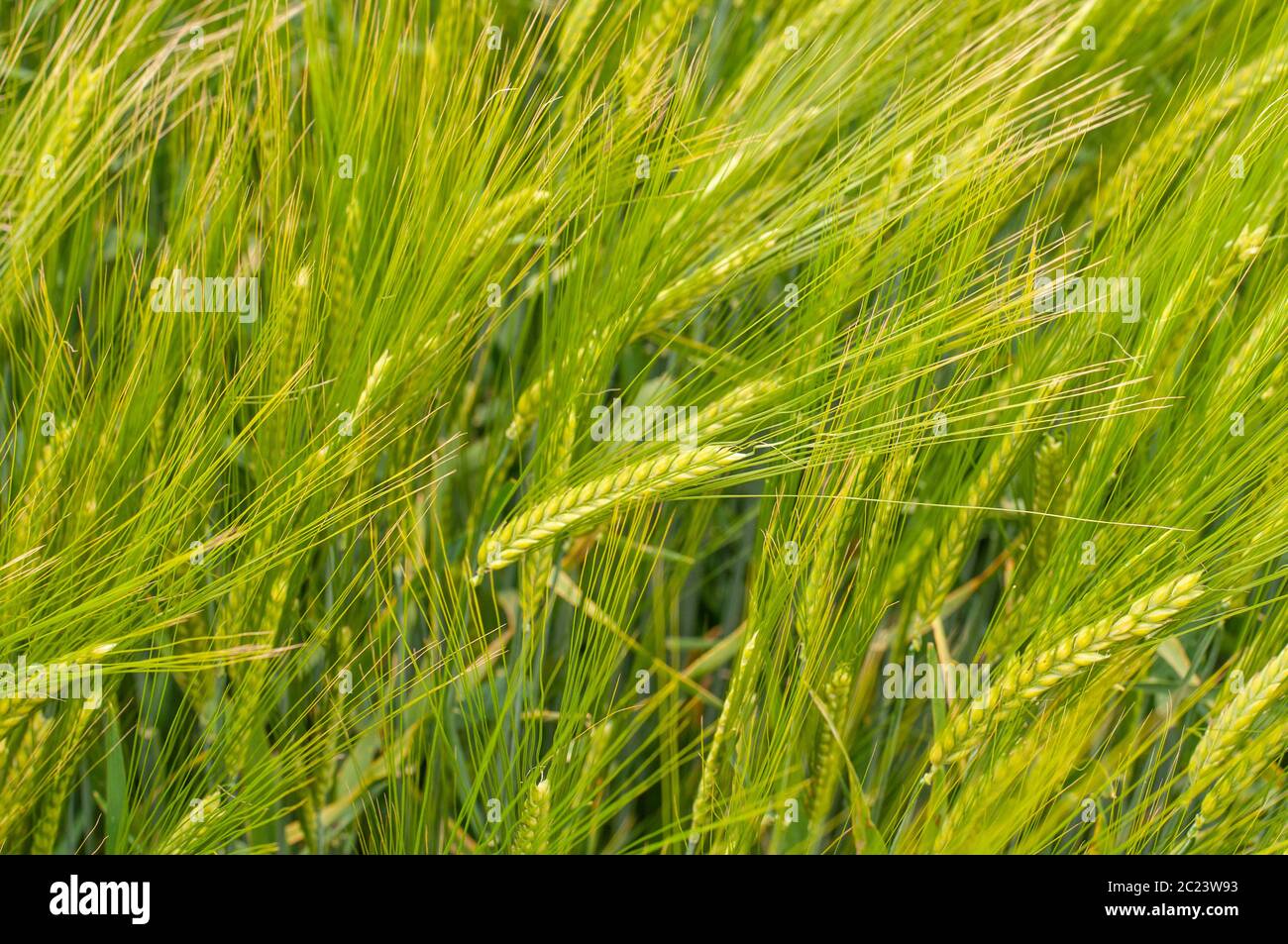 Two row barley hi-res stock photography and images - Alamy