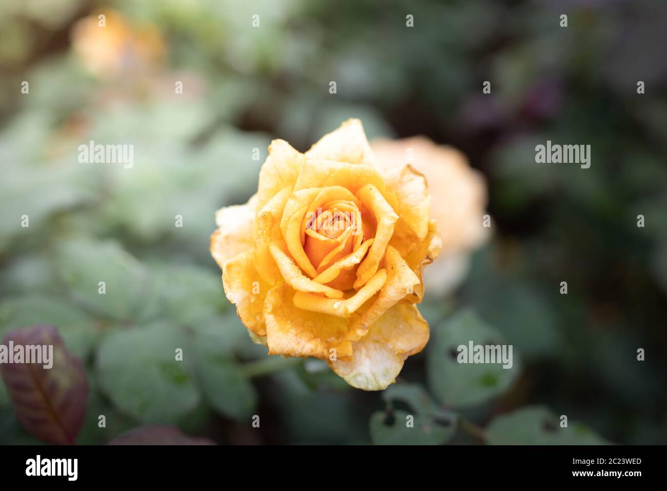 Roses in the garden, Roses are beautiful with a beautiful sunny day ...