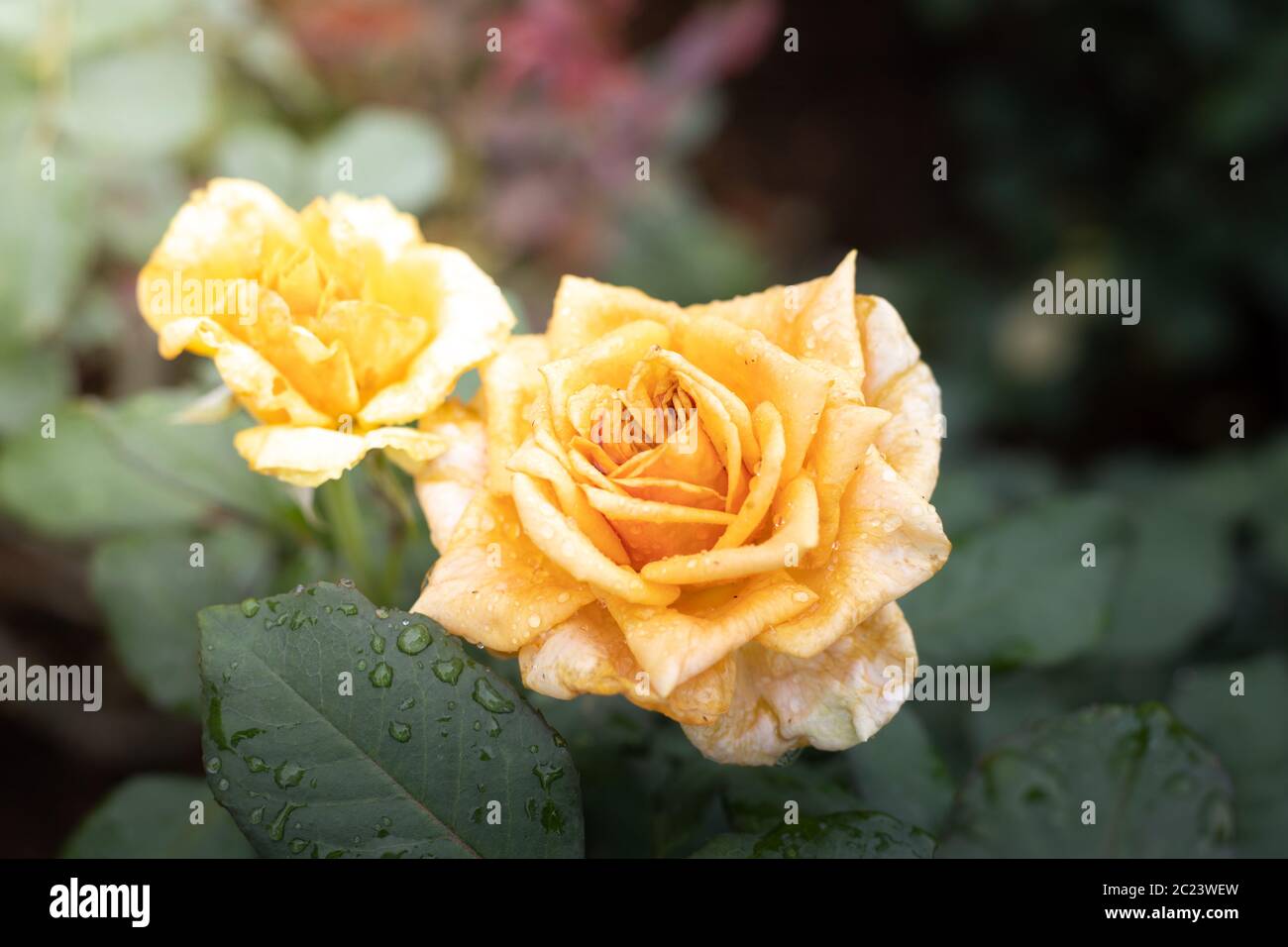 Roses in the garden, Roses are beautiful with a beautiful sunny day ...