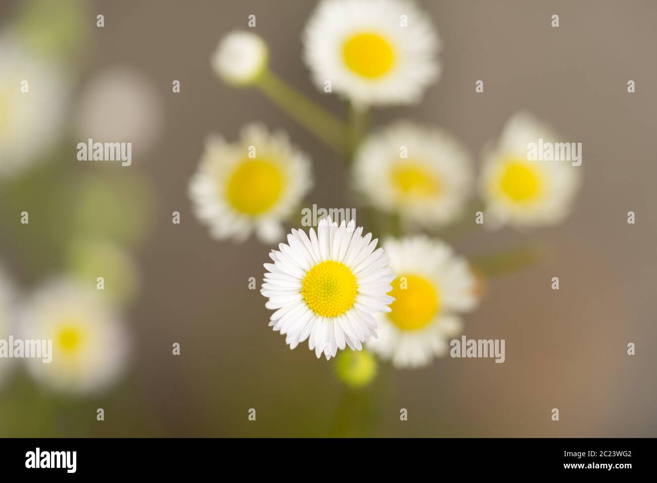 Close-up of daisy flower in the garden seen from above Summer, spring ...
