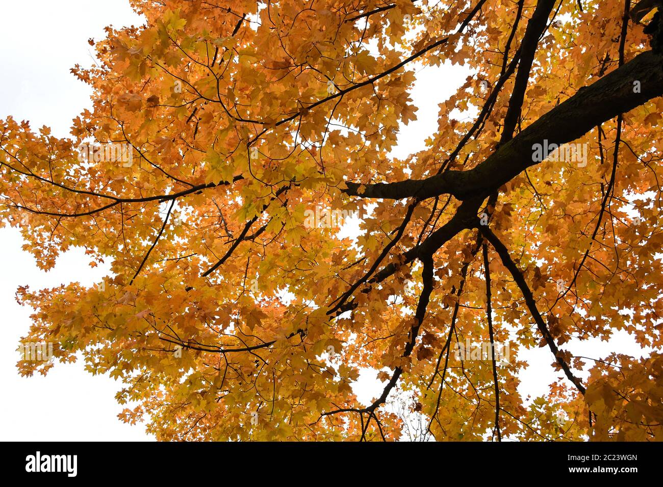 Fall in high park toronto hi-res stock photography and images - Alamy