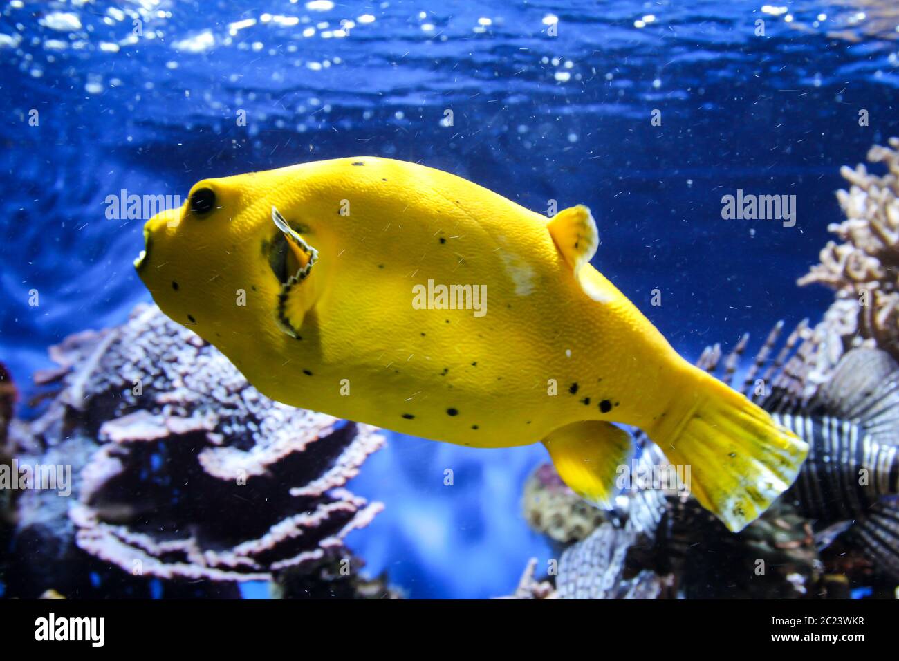Pufferfish in the reef Stock Photo - Alamy