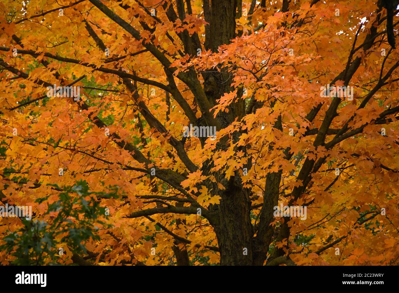 Fall in high park toronto hi-res stock photography and images - Alamy
