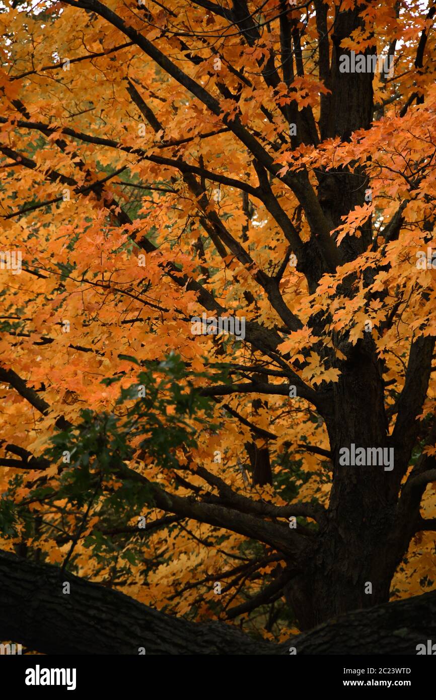 Toronto in Fall Stock Photo - Alamy