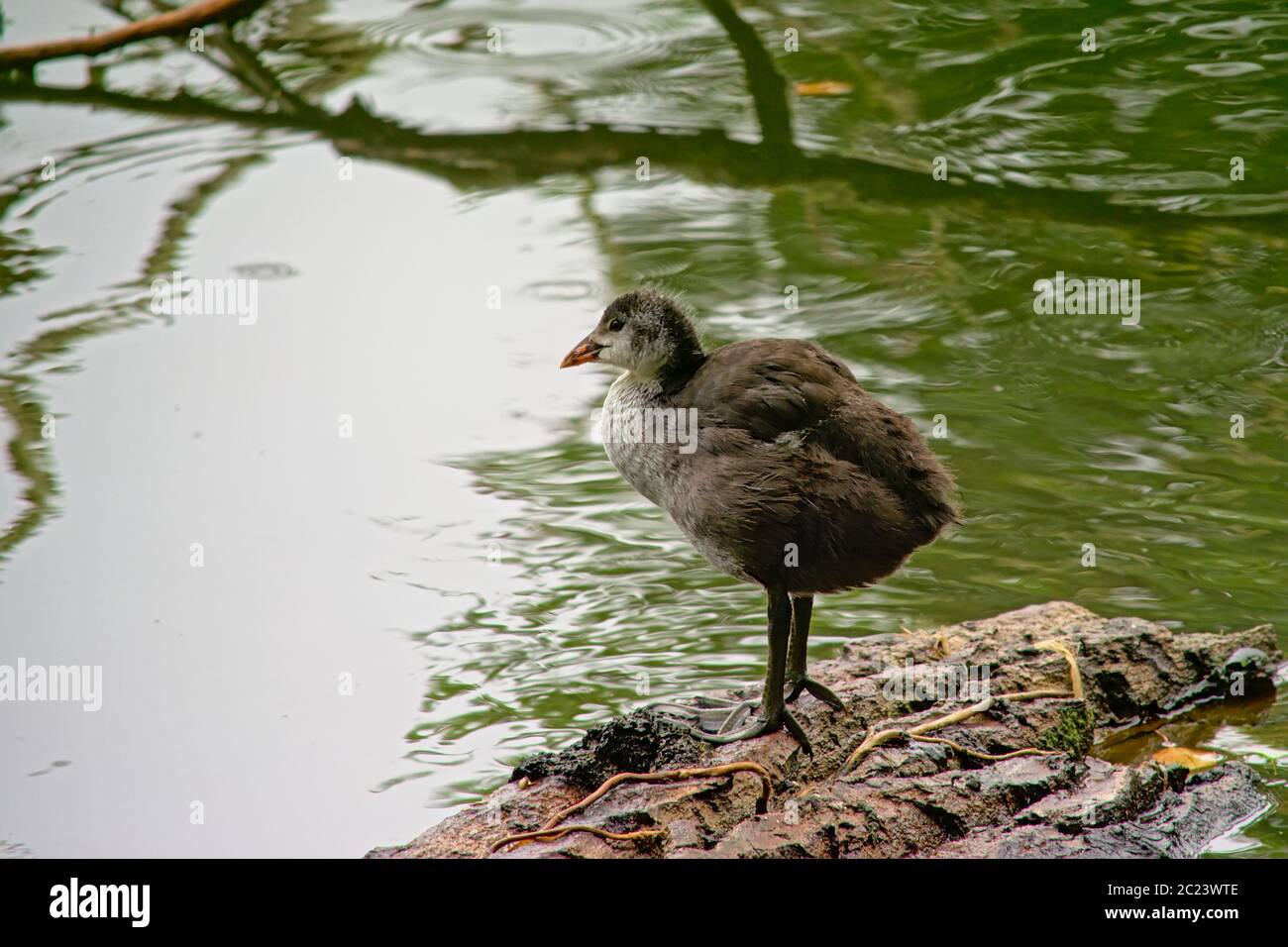 Coot duckling hi-res stock photography and images - Alamy