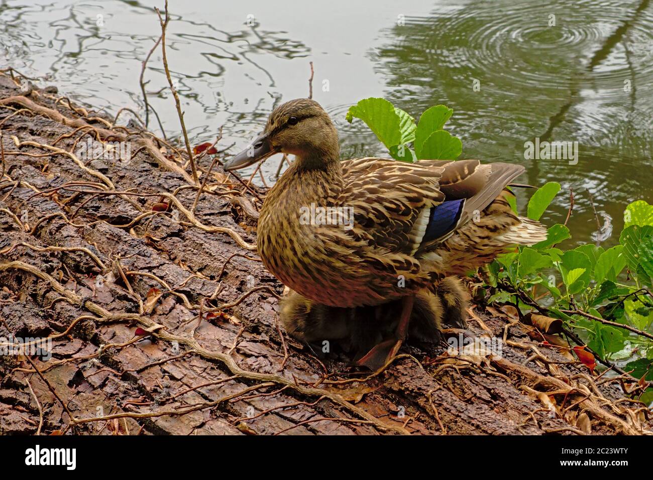 Duck protecting ducklings hi-res stock photography and images - Alamy