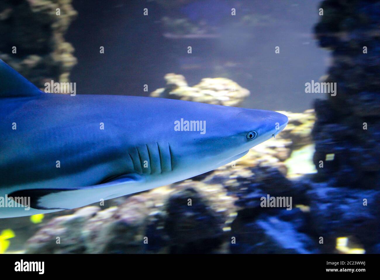 Portrait of a shark Stock Photo - Alamy