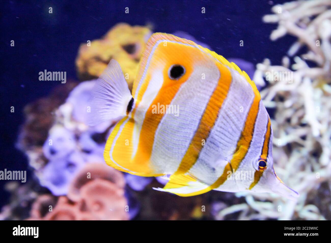 Armor fish hi-res stock photography and images - Alamy