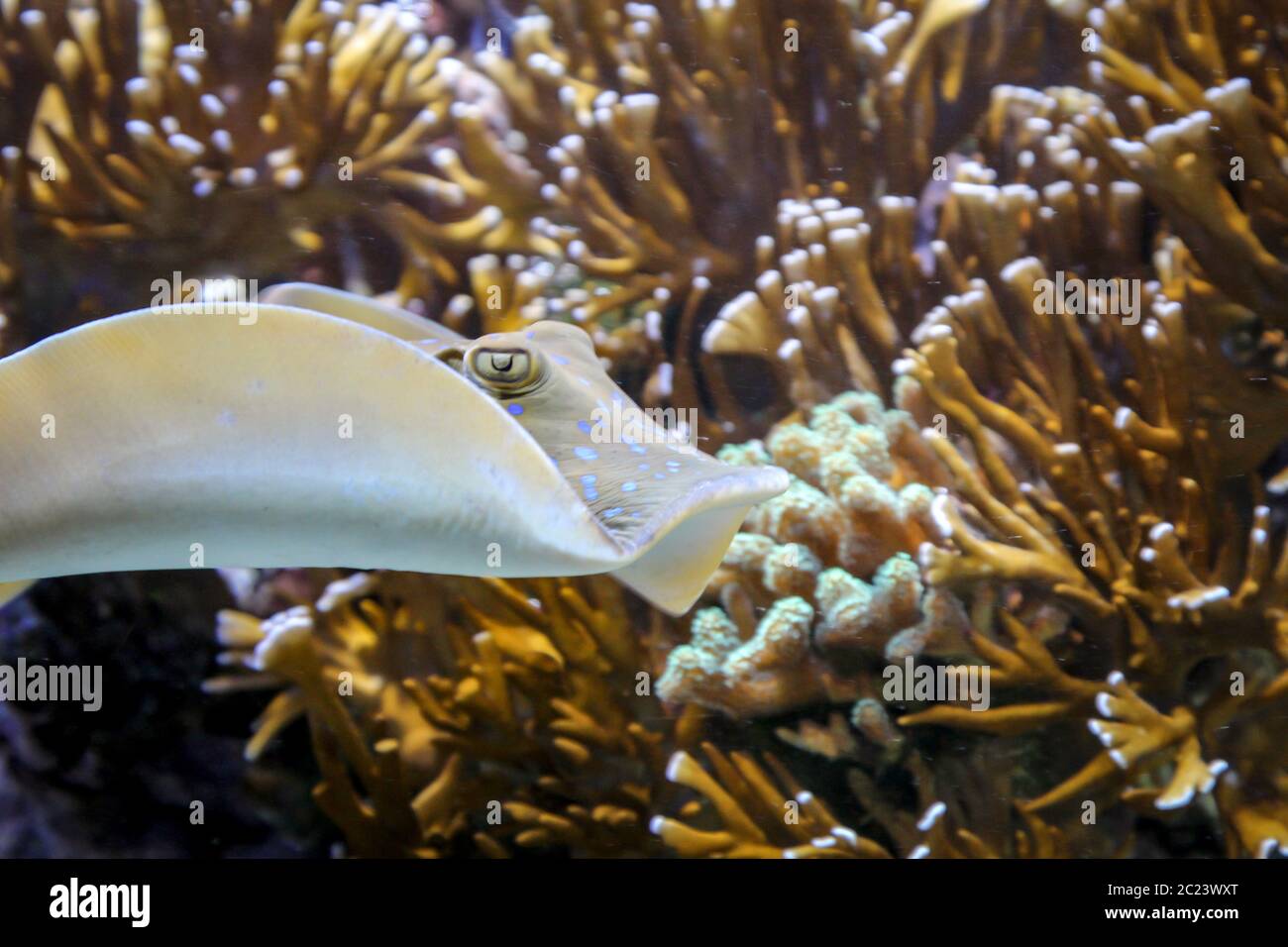 Skate fish hi-res stock photography and images - Alamy