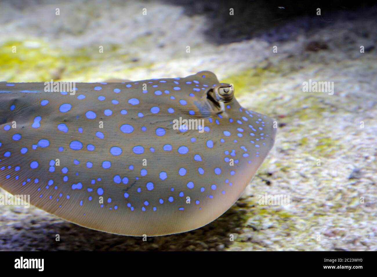 Skate fish hi-res stock photography and images - Alamy