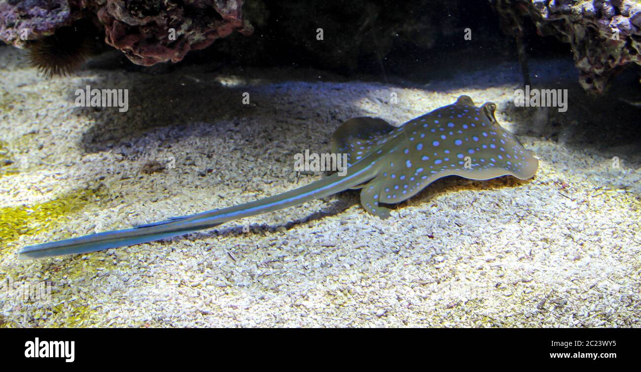 Skate fish hi-res stock photography and images - Alamy