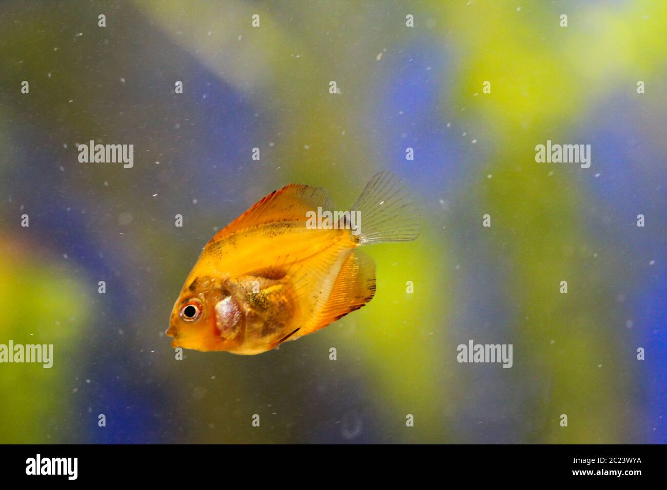Discus Fish baby Stock Photo - Alamy