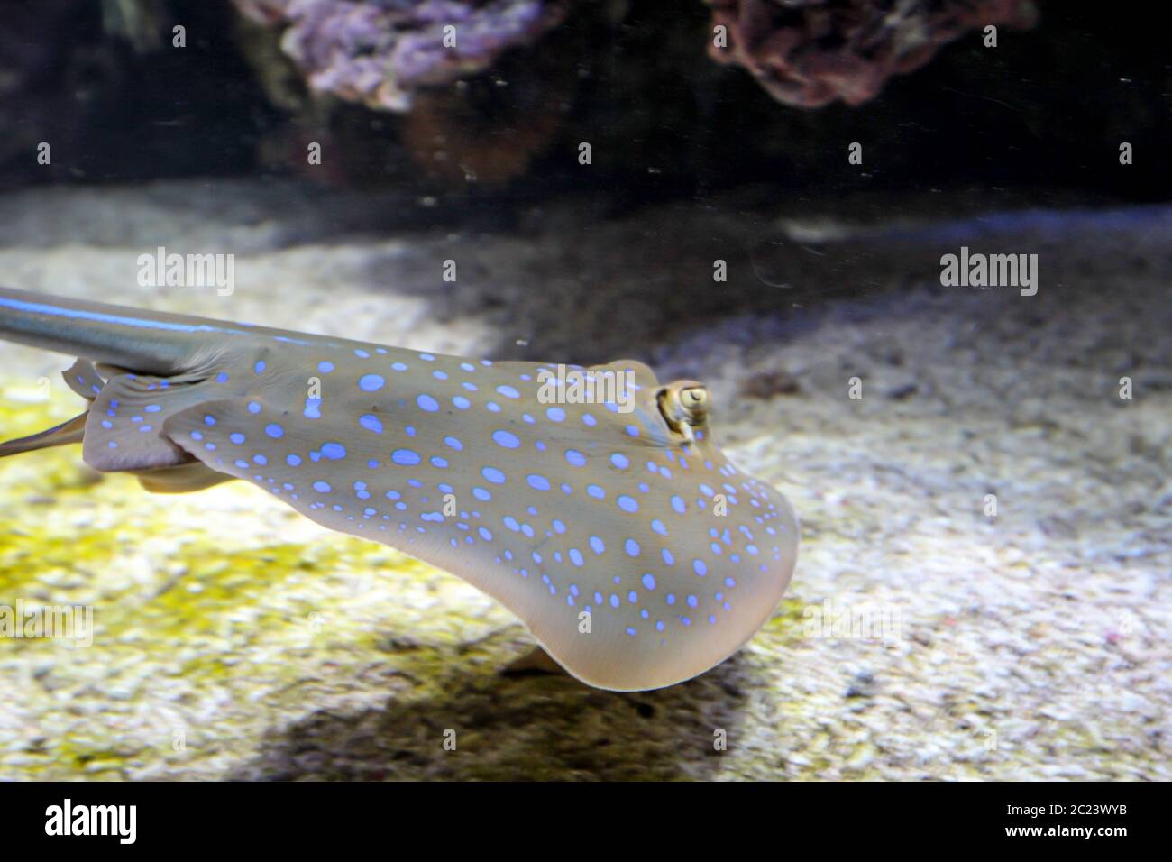 Skate fish hi-res stock photography and images - Alamy