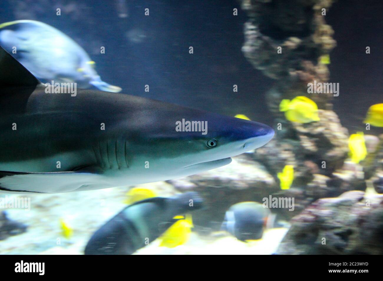 Portrait of a shark Stock Photo - Alamy