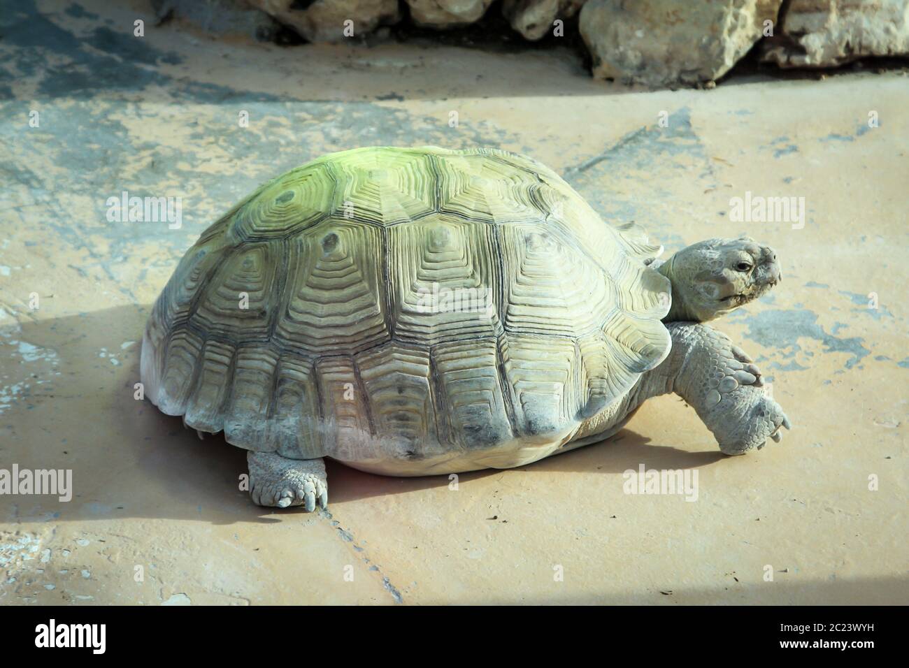Land turtle hi-res stock photography and images - Alamy