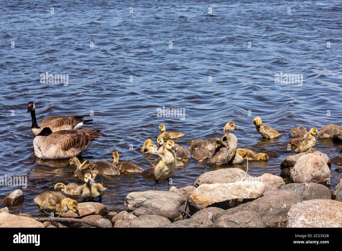 Family of Canada Goose with Ducklings Stock Photo - Alamy