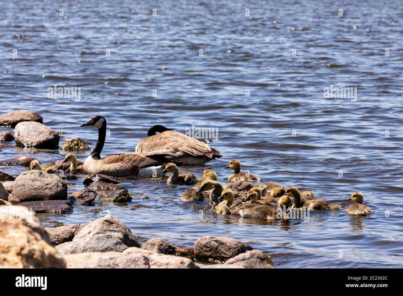 Ducklings canada hi-res stock photography and images - Alamy