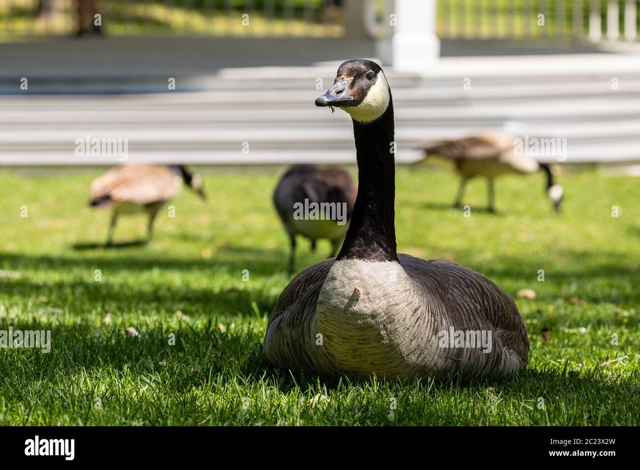 portrait of a canada goose Stock Photo - Alamy