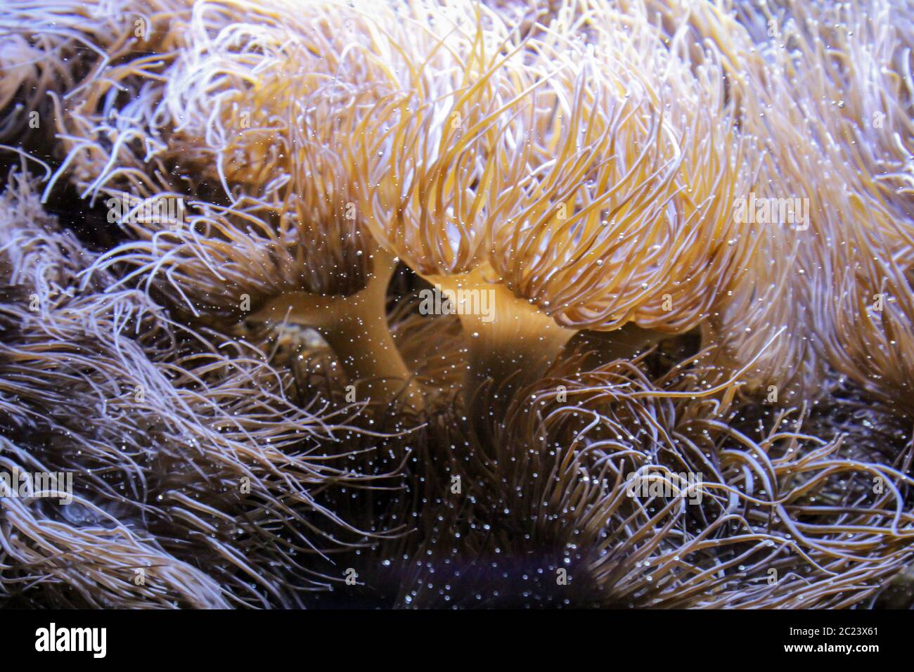 details of an anemone Stock Photo - Alamy