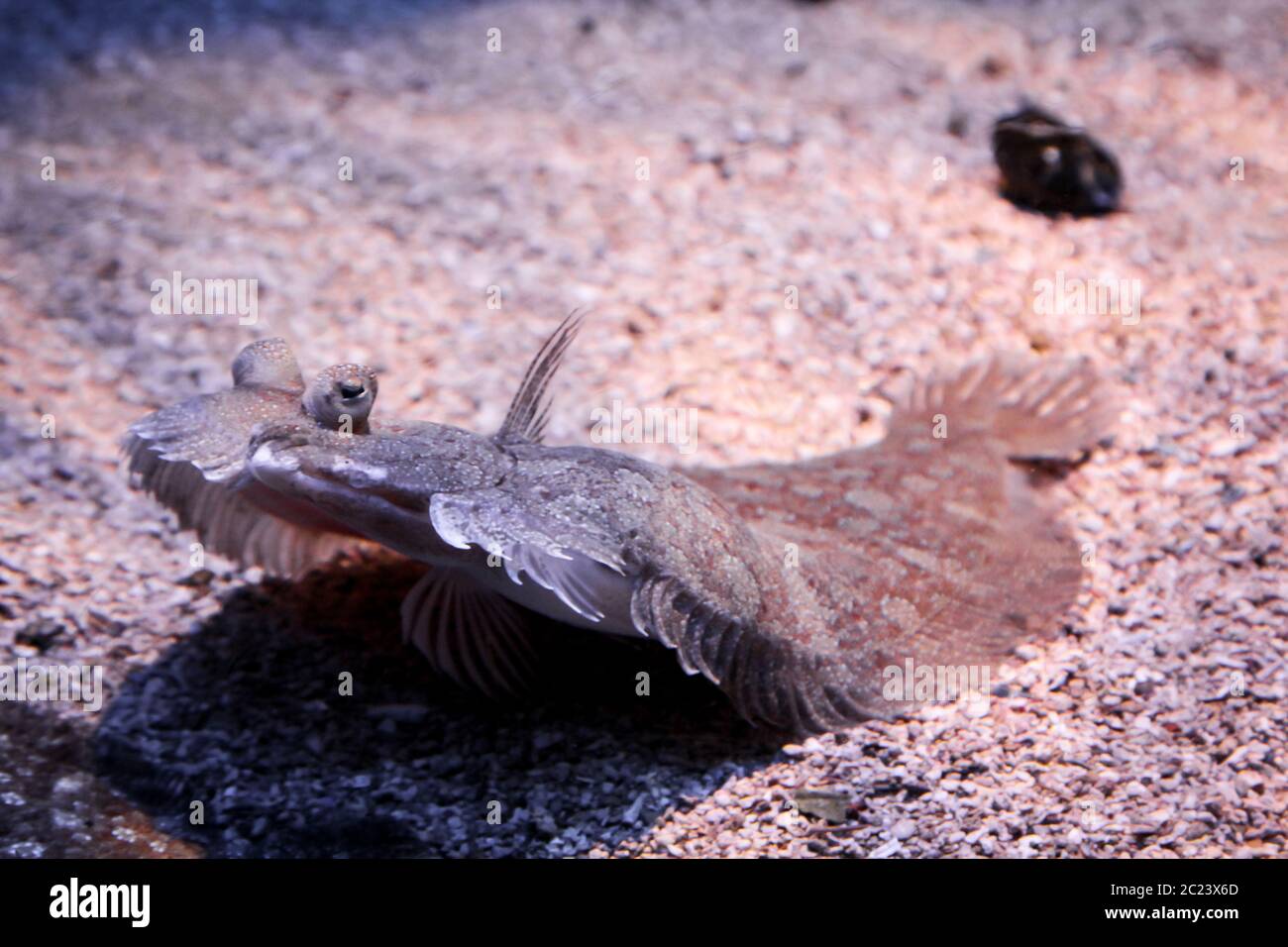 a flat fish on the bottom of the see Stock Photo - Alamy