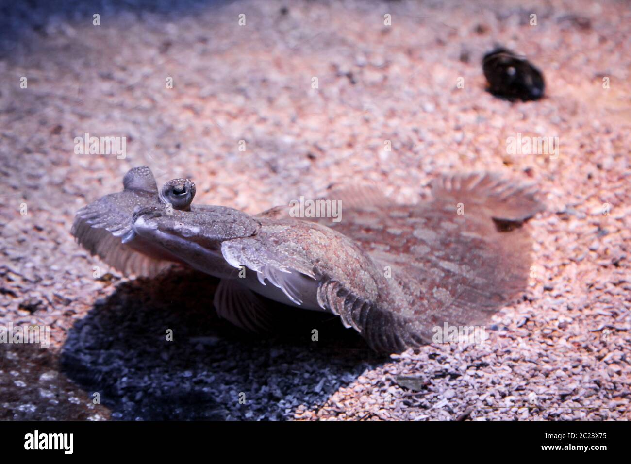 a flat fish on the bottom of the see Stock Photo - Alamy
