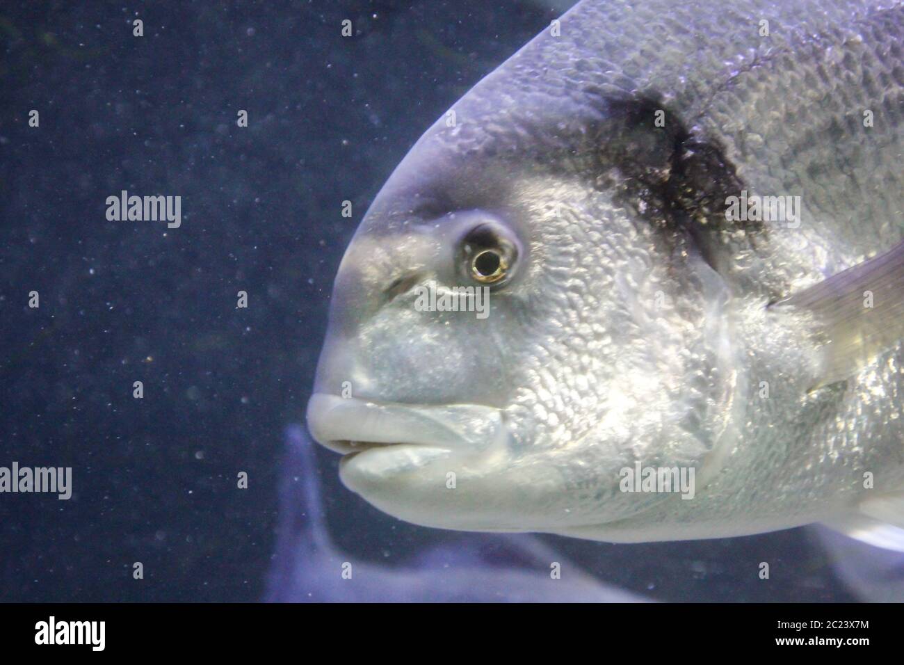 Fish in the reef Stock Photo - Alamy