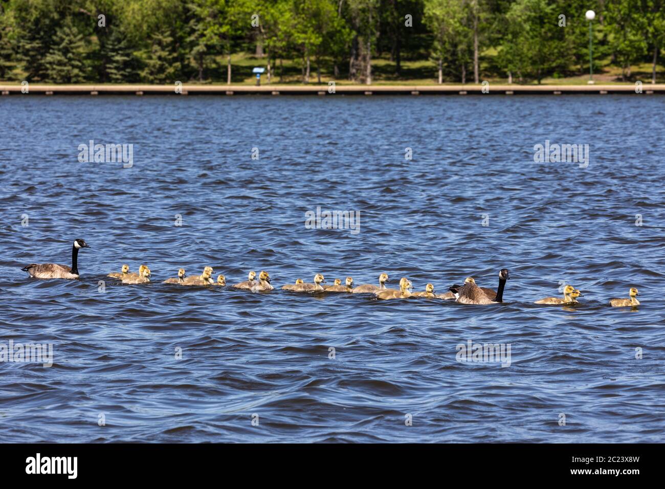 Family of Canada Goose with Ducklings Stock Photo - Alamy