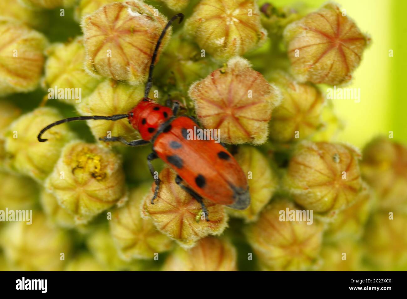 Red Milkweed Beetle (Tetraopes tetrophthalmus) on Milkweed Stock Photo ...