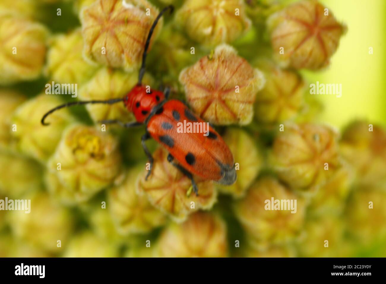 Red Milkweed Beetle (Tetraopes tetrophthalmus) on Milkweed Stock Photo ...