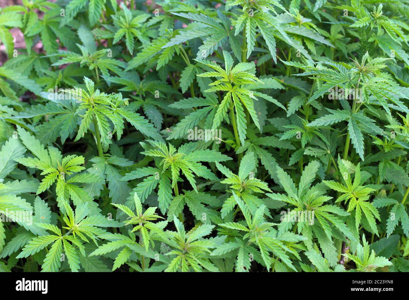 Marijuana plants grow wild hi-res stock photography and images - Alamy