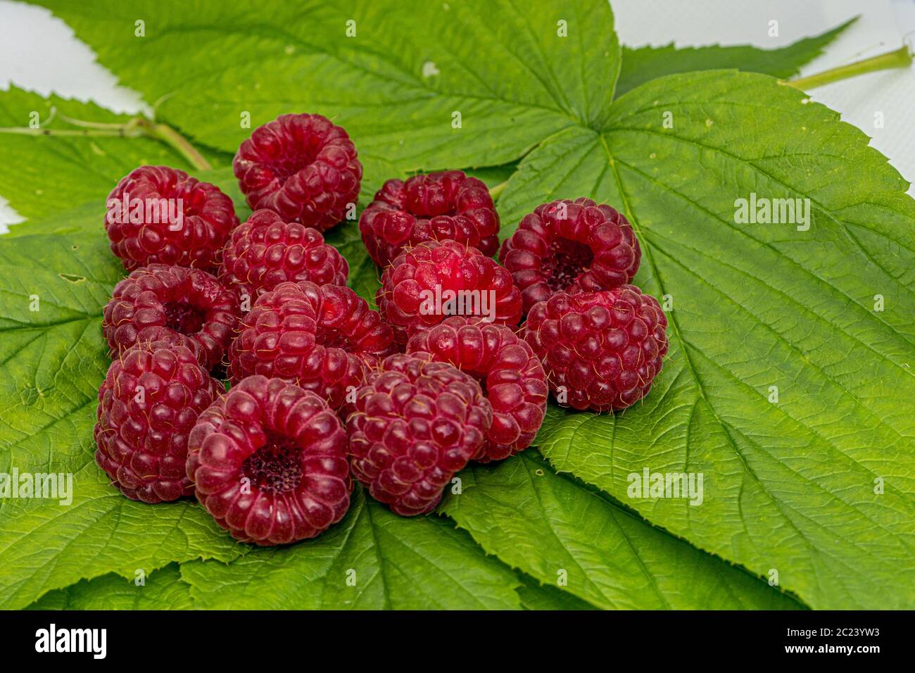 Raspberry on a green leaves close up macro. Nature background. Fresh ...