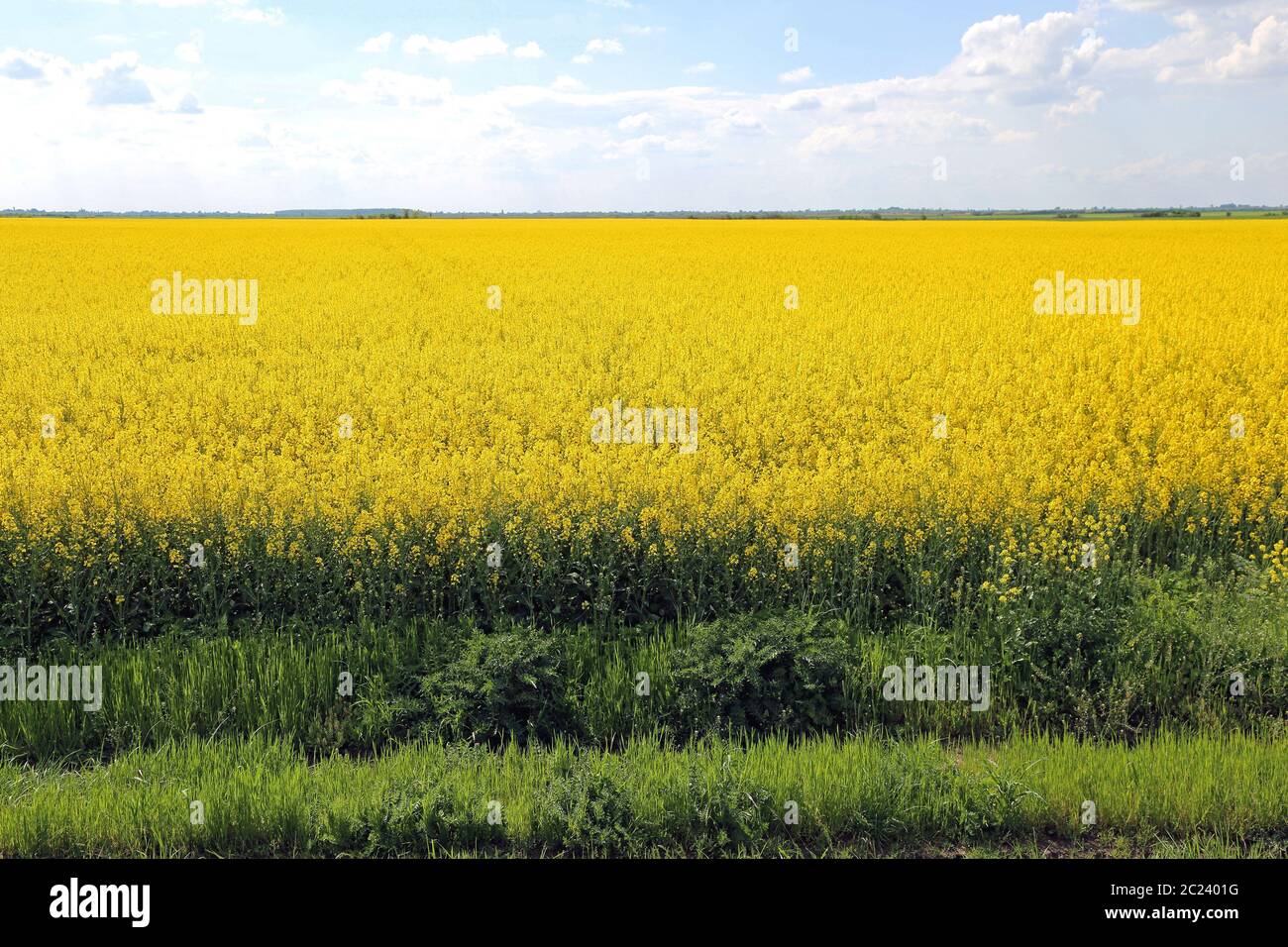 Fields of Yellow Rapeseed Canola Flowering Stock Photo - Alamy