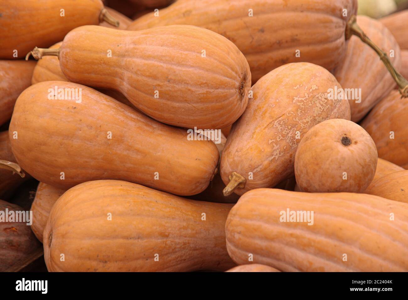 Narrow long yellow pumpkins from the farm Stock Photo - Alamy