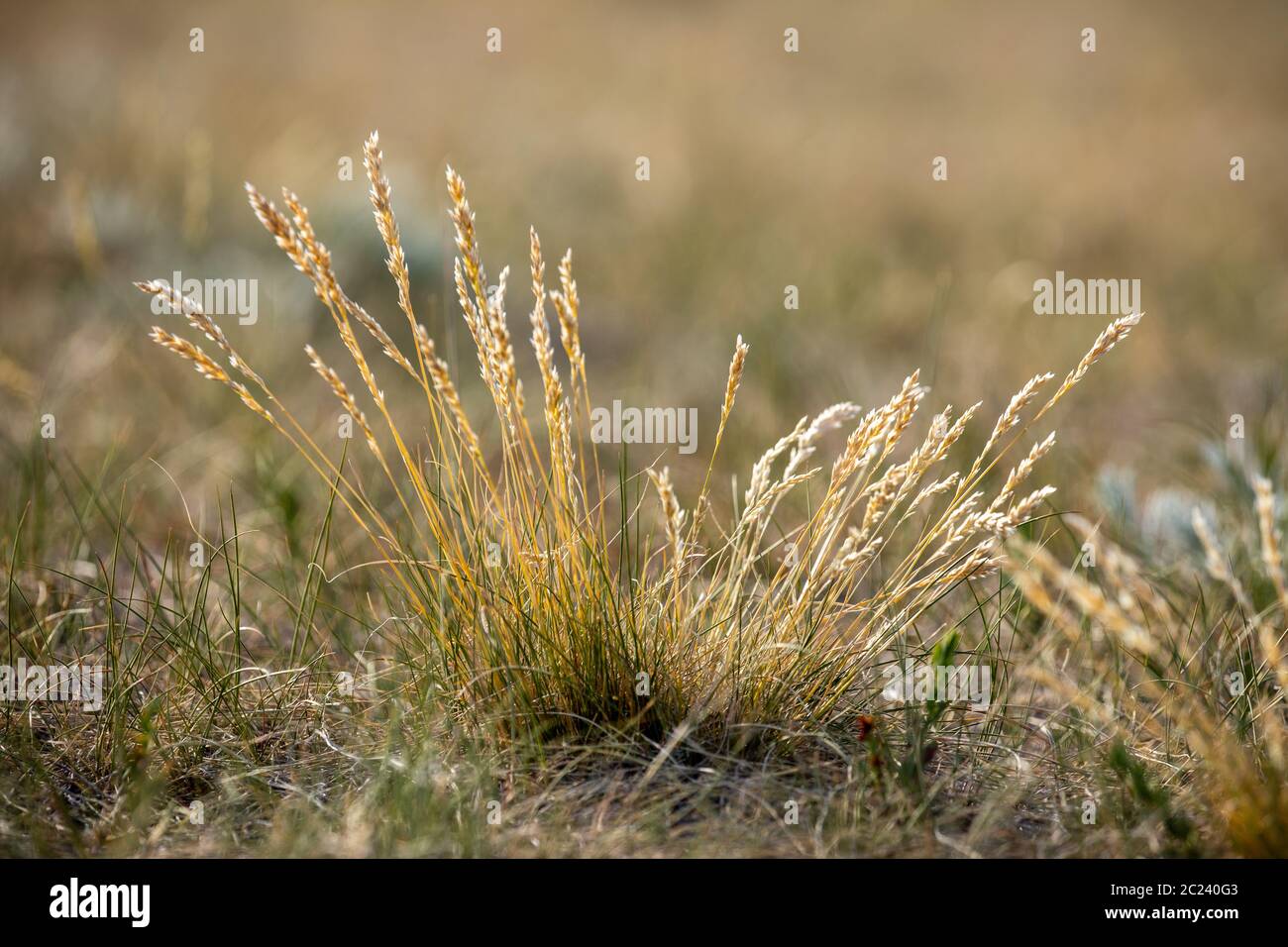 Canada prairie spring wheat hi-res stock photography and images - Alamy
