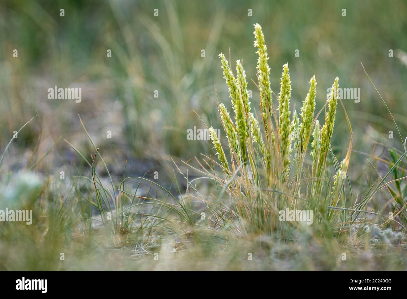 Grass and Plants of the Prairie in Canada Stock Photo - Alamy