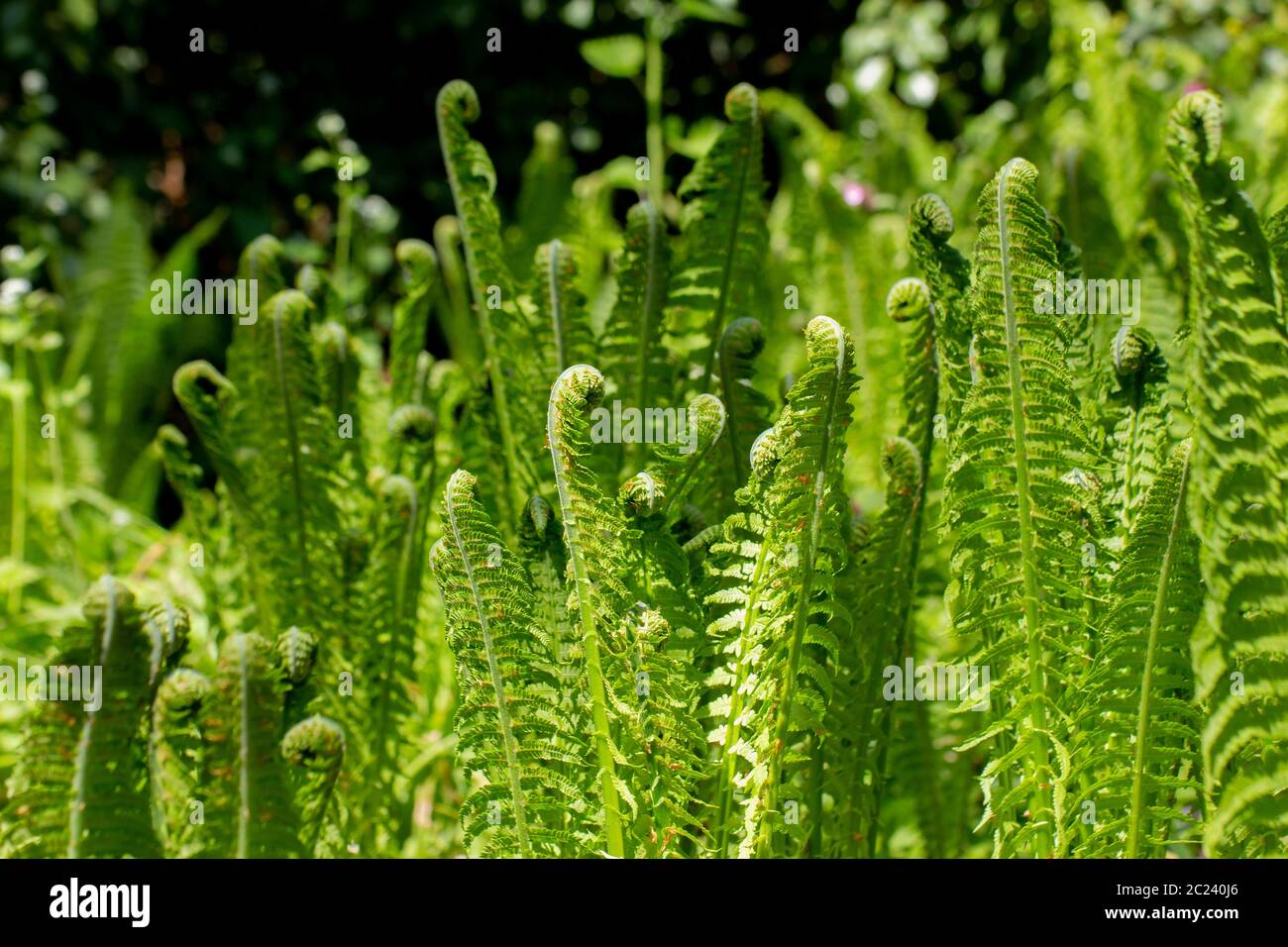 Side view of fresh fern for floral background, Polypodiopsida Stock ...