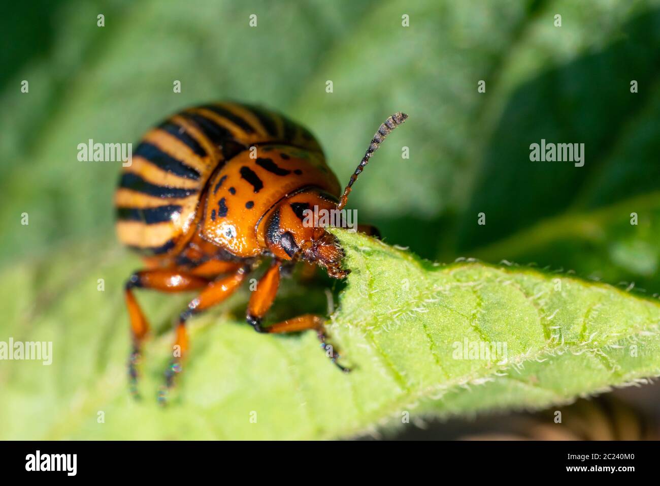 Potato bugs hi-res stock photography and images - Alamy