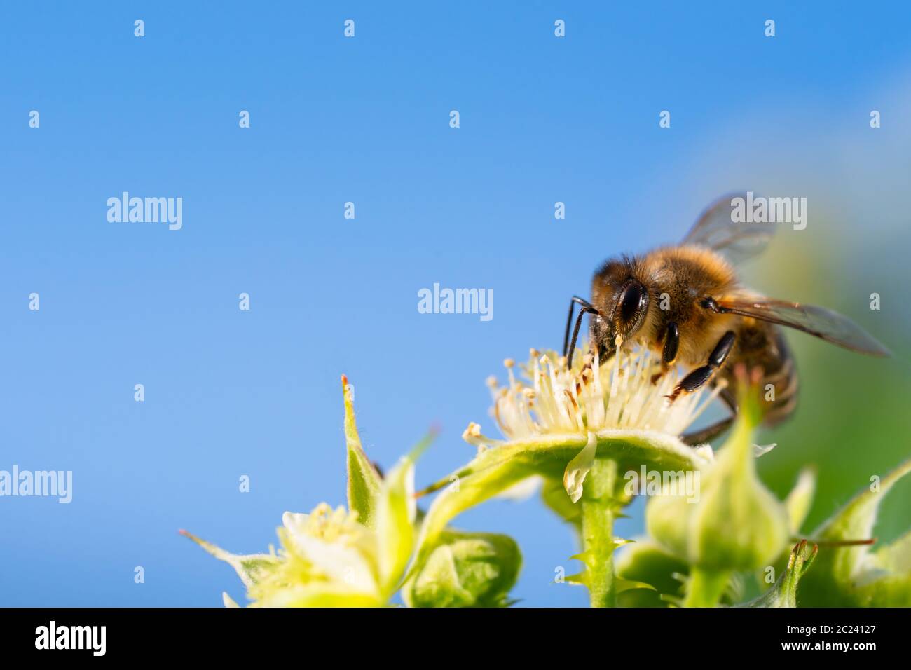 Bumble bee collecting pollen in the summer sunshine Stock Photo - Alamy