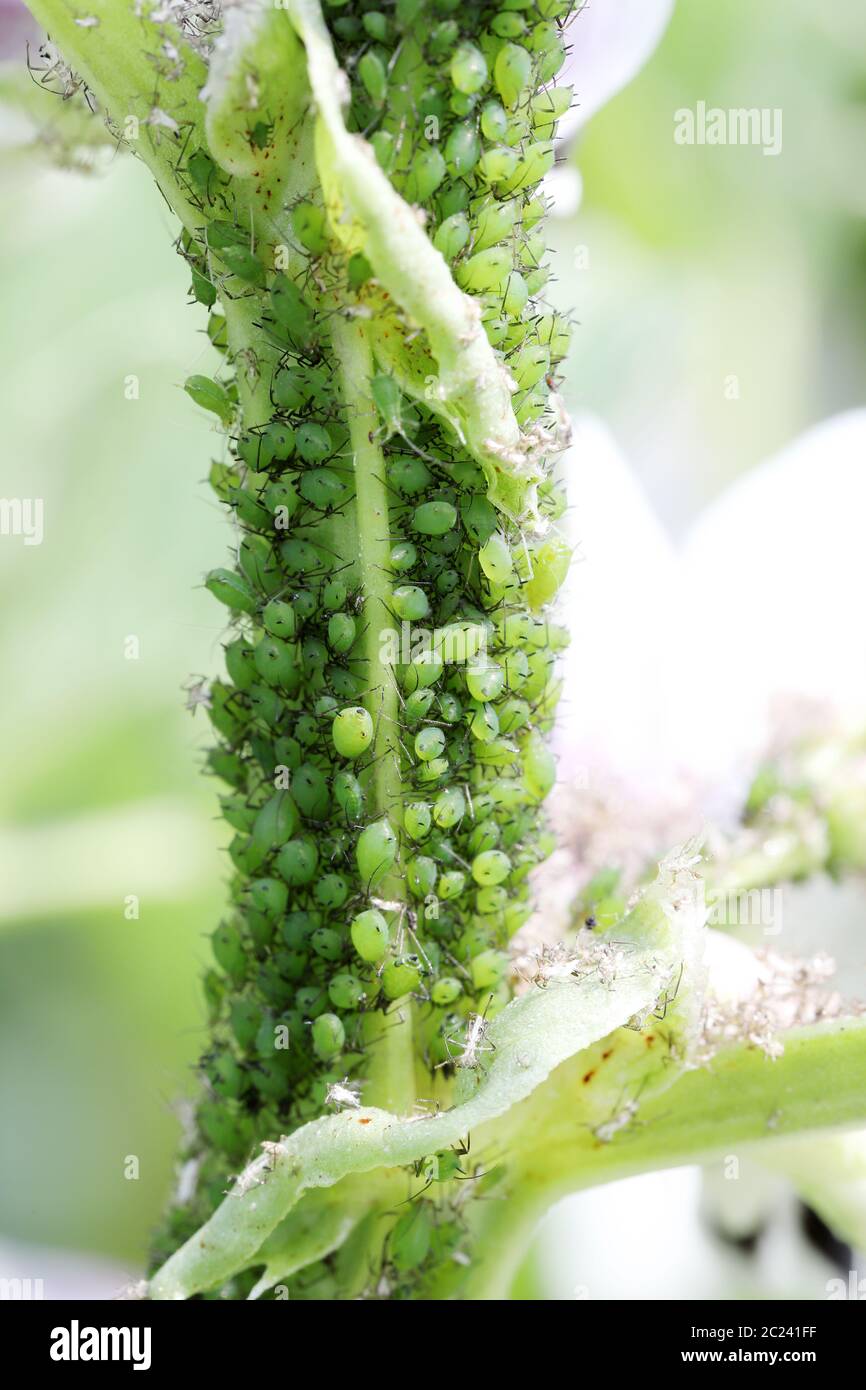 Stem infestation hi-res stock photography and images - Alamy