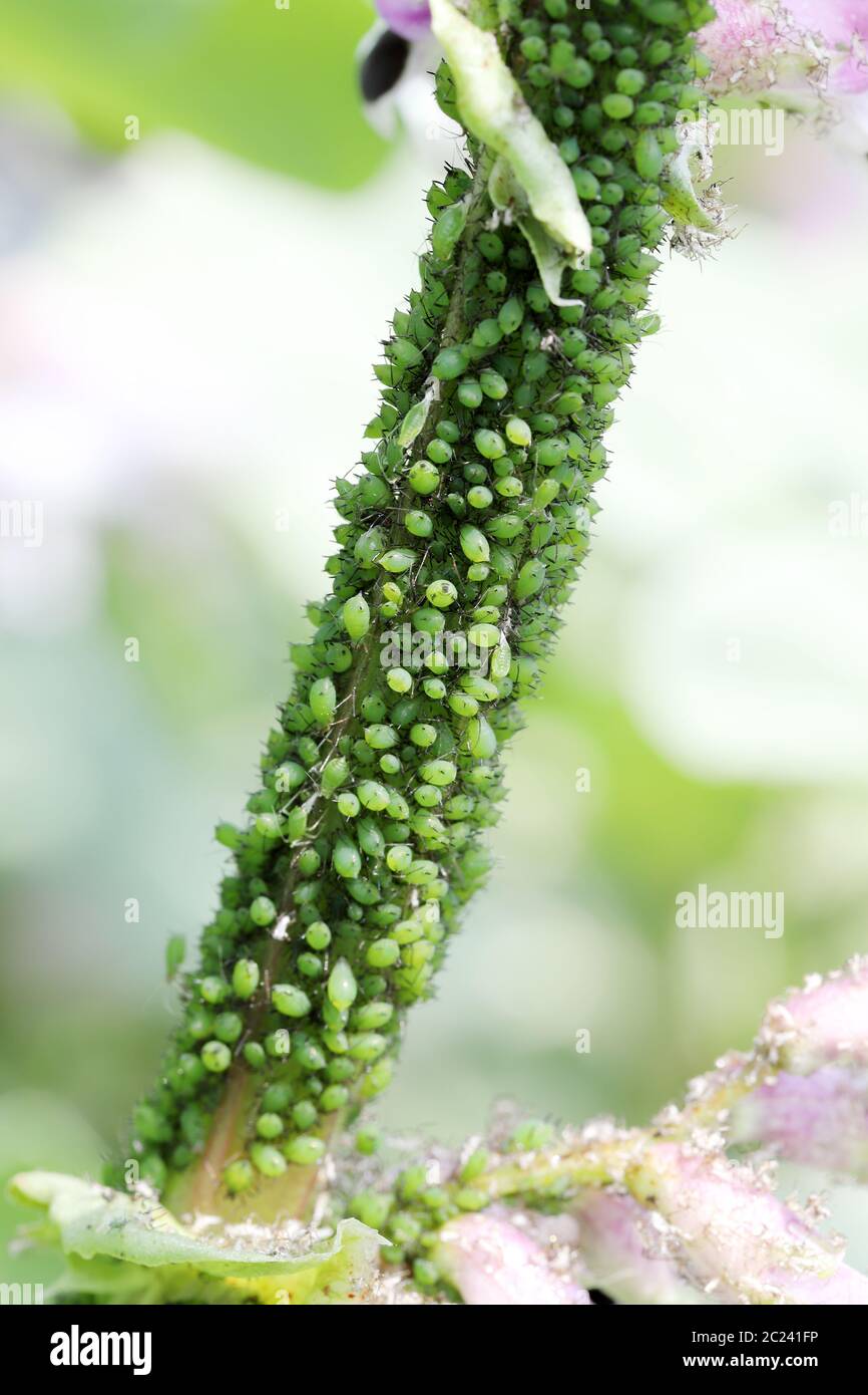 Garden disease control hi-res stock photography and images - Alamy