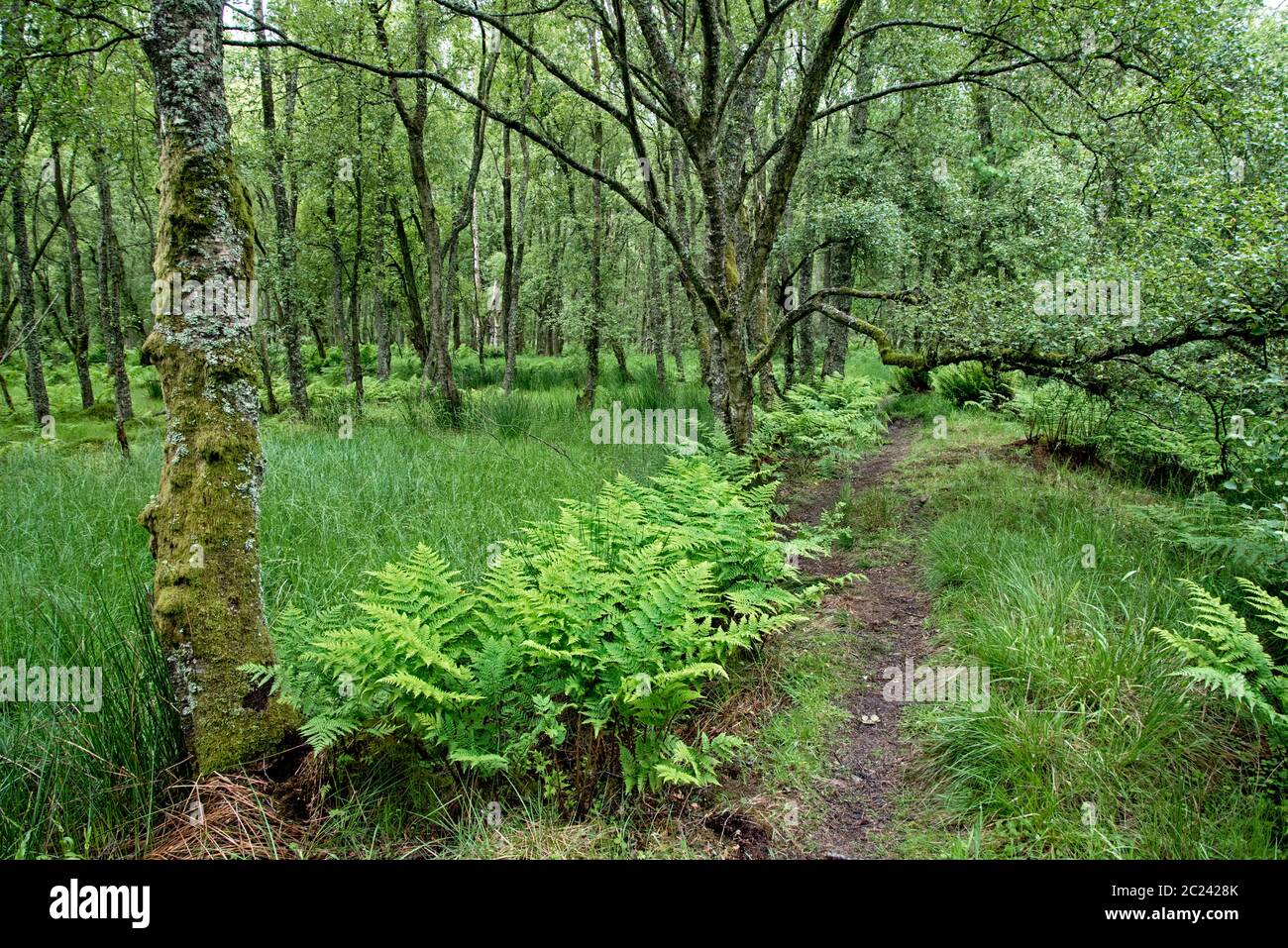 Woodland walk path uk hi-res stock photography and images - Alamy