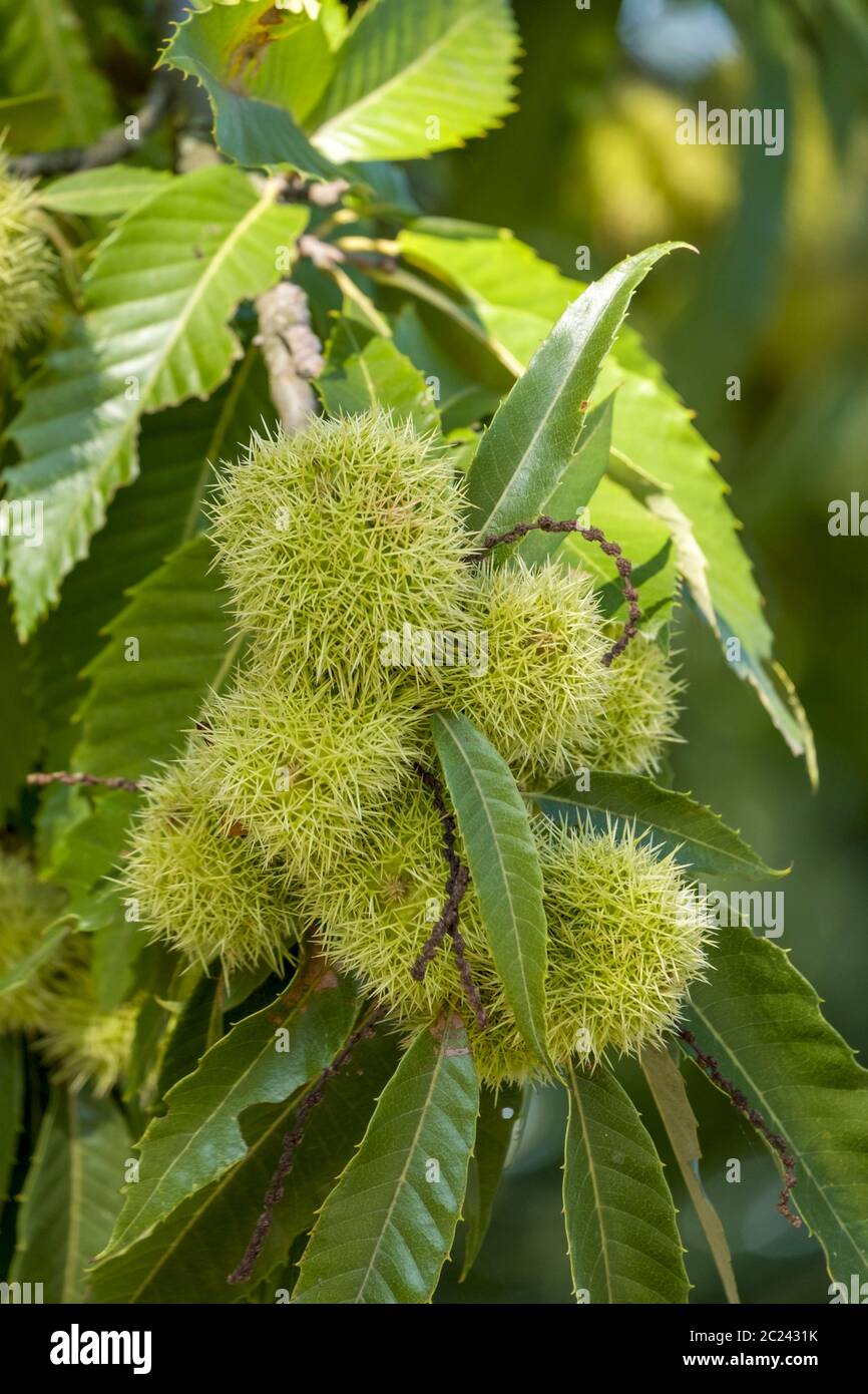 Edelkastanie (Castanea sativa Stock Photo - Alamy