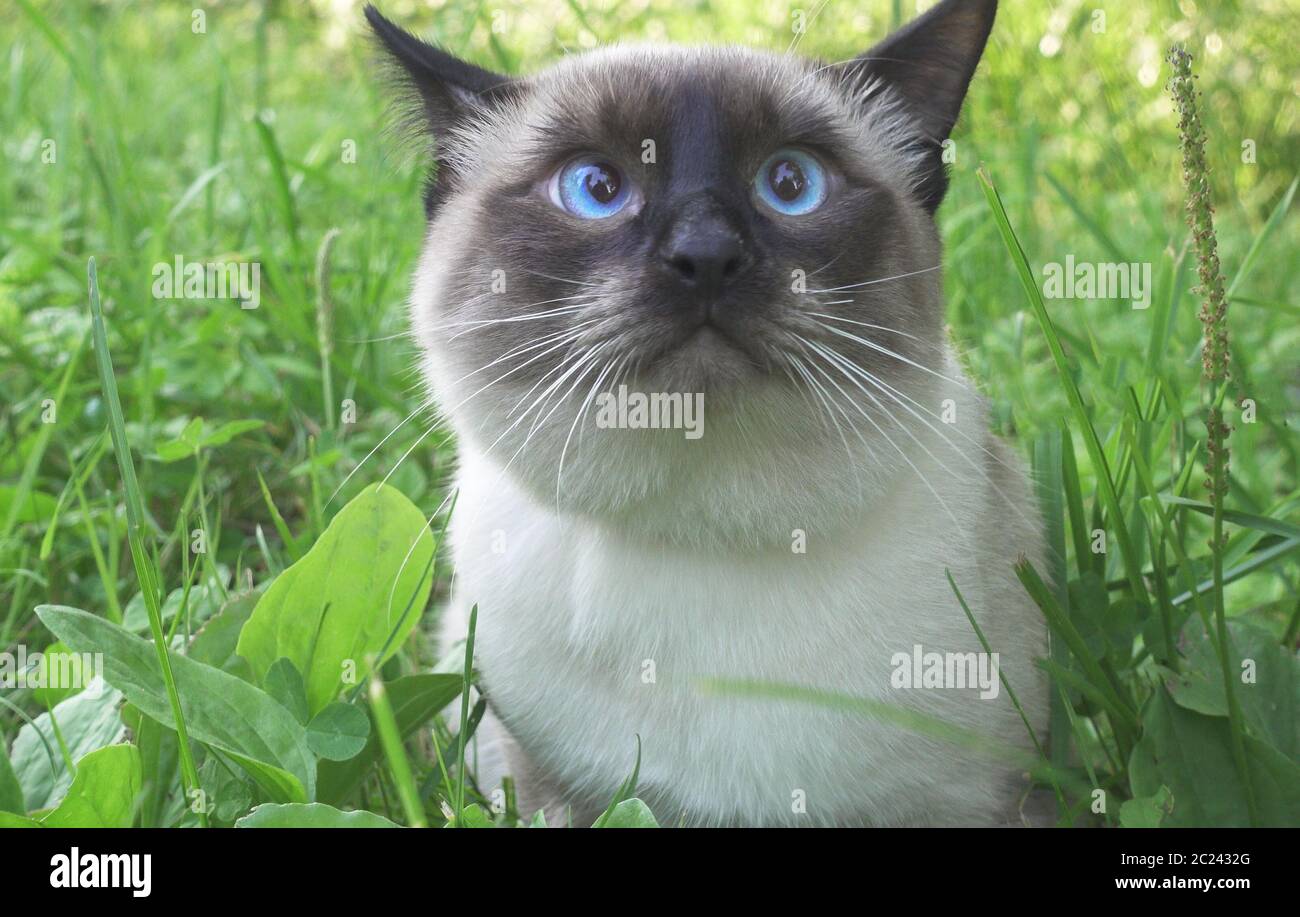 Baby siamese cat hi-res stock photography and images - Alamy