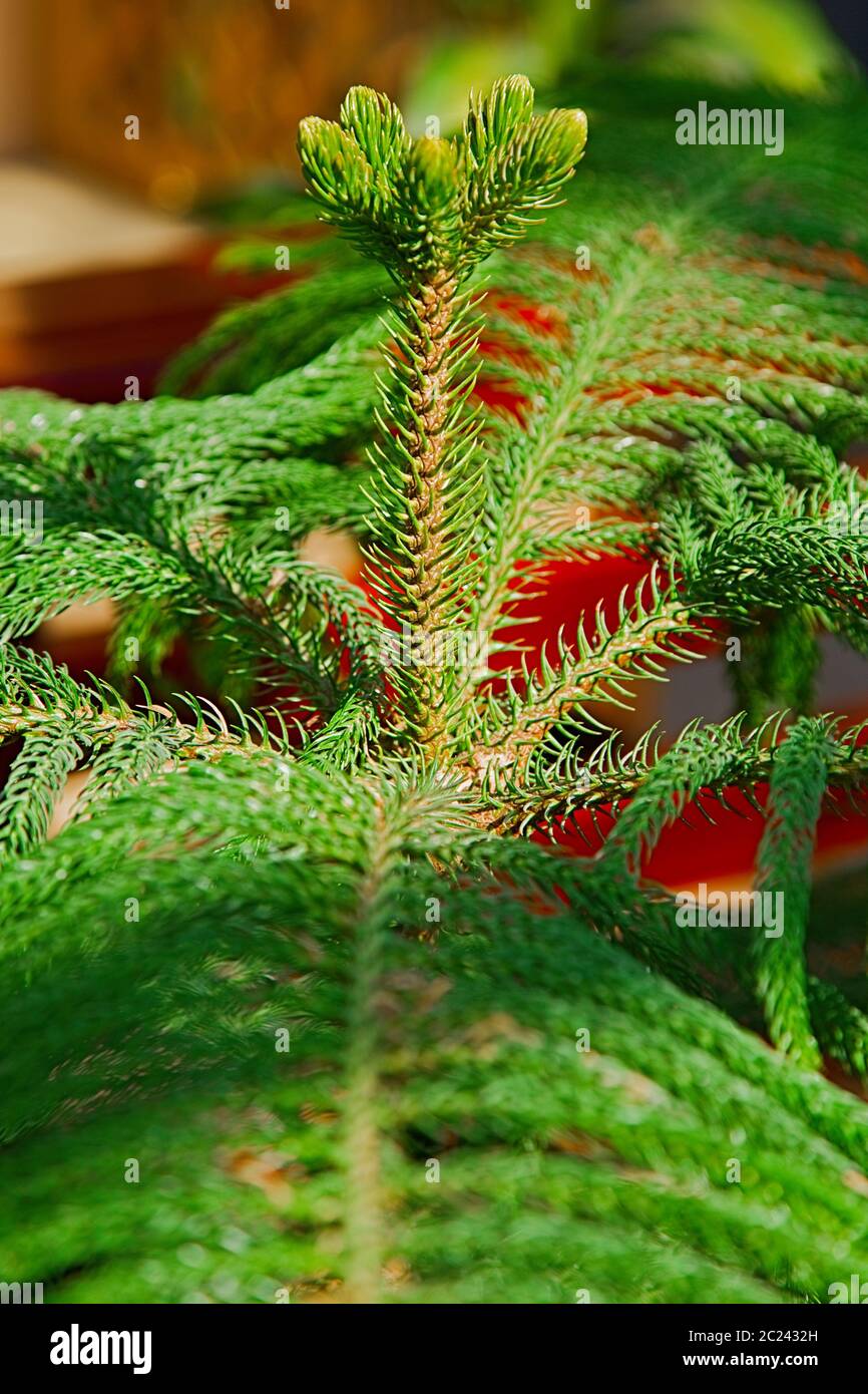 Conifer plant nursery hi-res stock photography and images - Alamy